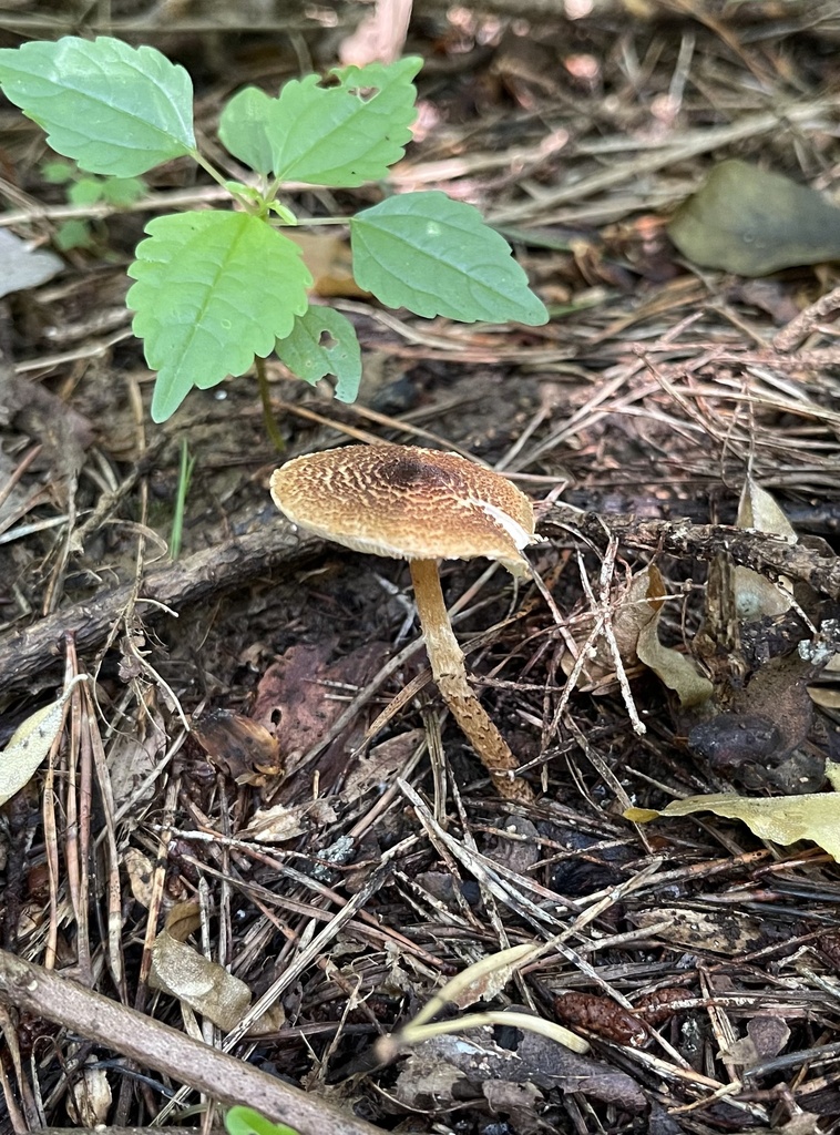 Chestnut Dapperling from Bloomington, IN, US on July 22, 2023 at 12:56 ...