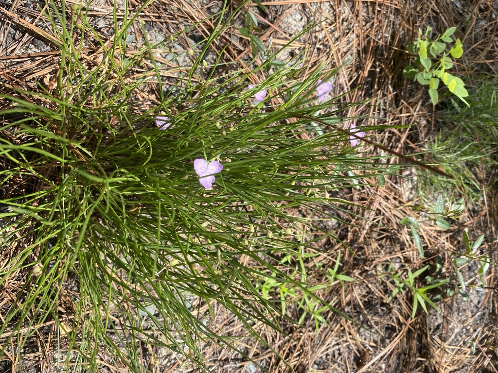 Grassleaf Roseling from Fort Bragg Rd, Southern Pines, NC, US on July ...