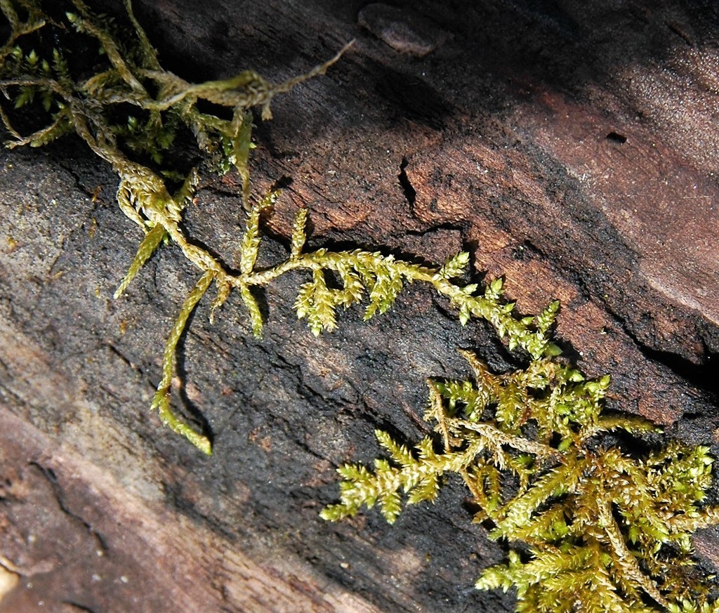 Bryopsida from Devonwood Windsor on February 18, 2016 by Mark Nenadov ...