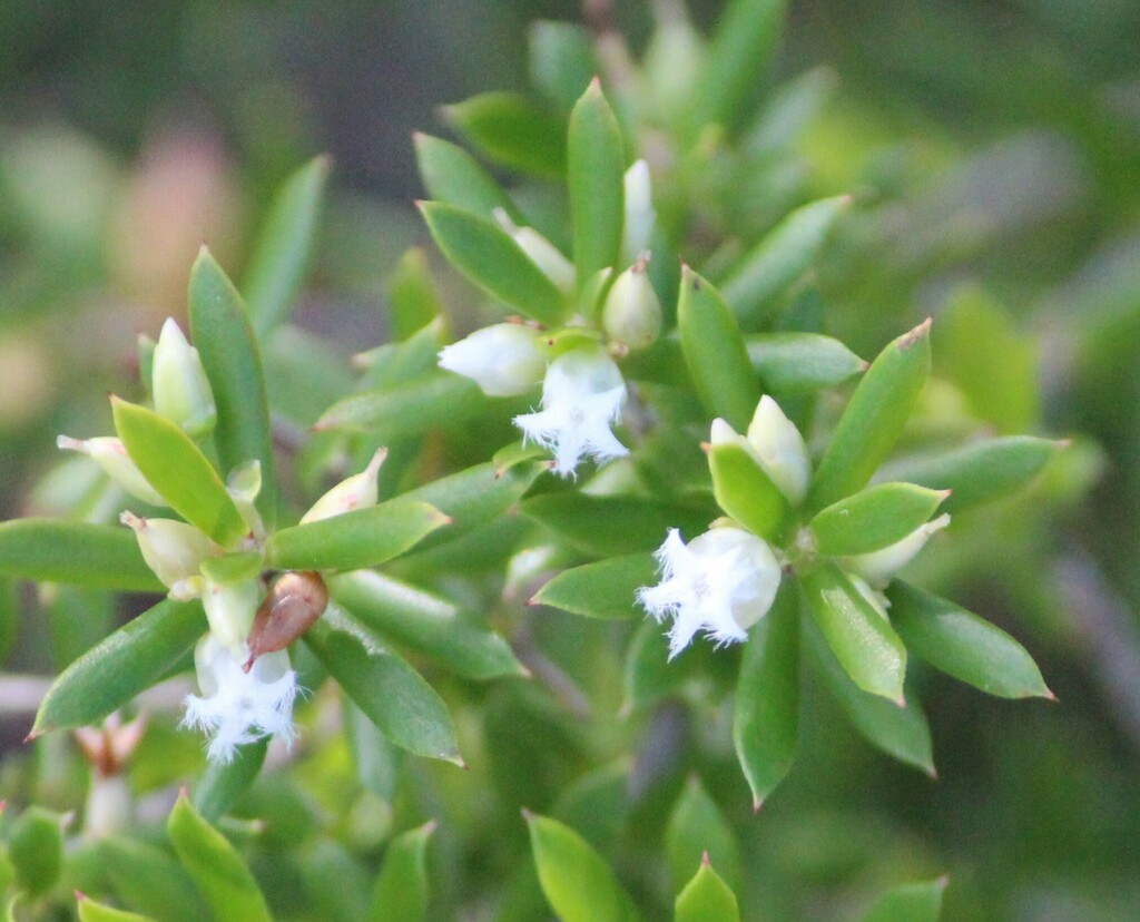 Prickly Beard-heath from Byron Bay NSW 2481, Australia on July 5, 2023 ...