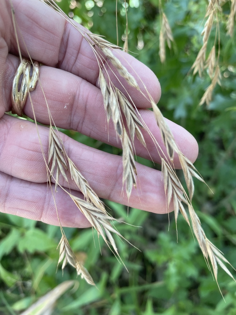Hairy Woodland Brome from Sycamore Park, Fort Worth, TX, US on July 23 ...