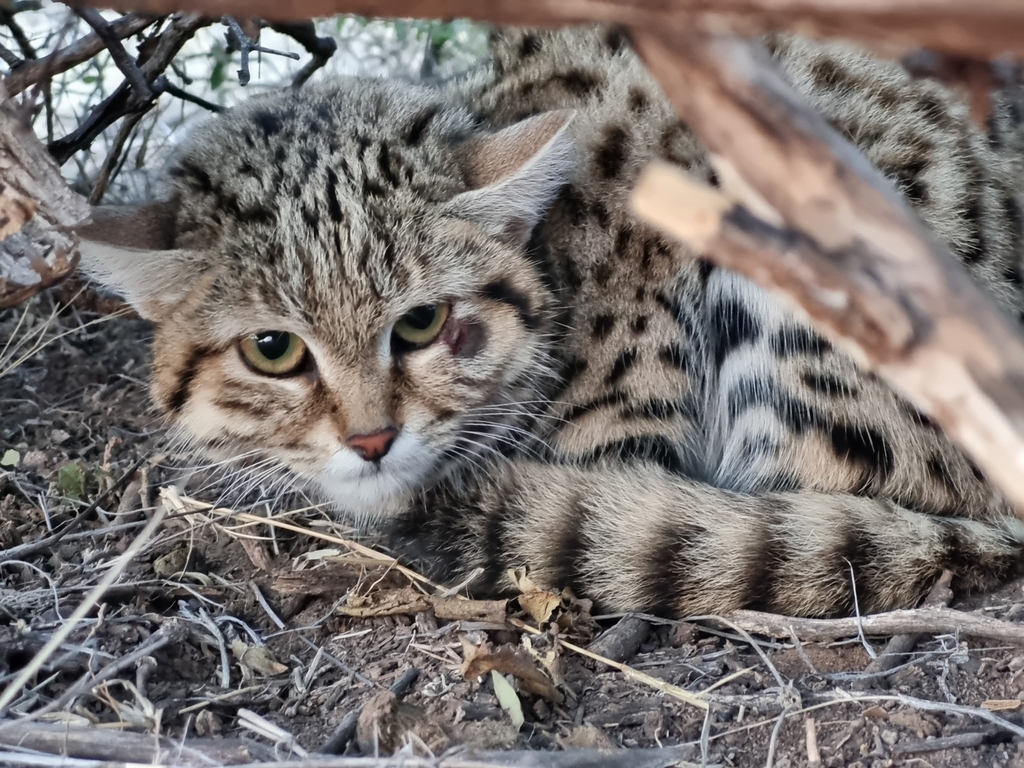 Black-footed Cat (Felis nigripes) - Know Your Mammals
