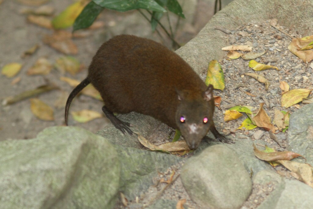 Musky Rat-kangaroo from Kuranda QLD 4881, Australia on November 16 ...