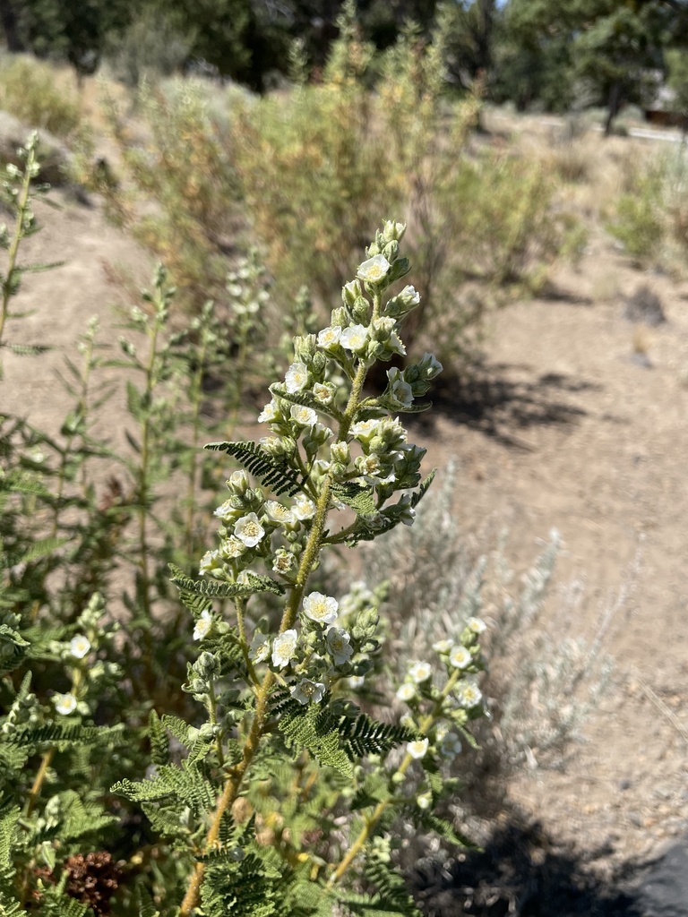 fernbush from NW Wild Rye Cir, Bend, OR, USA on July 23, 2023 at 12:28 ...