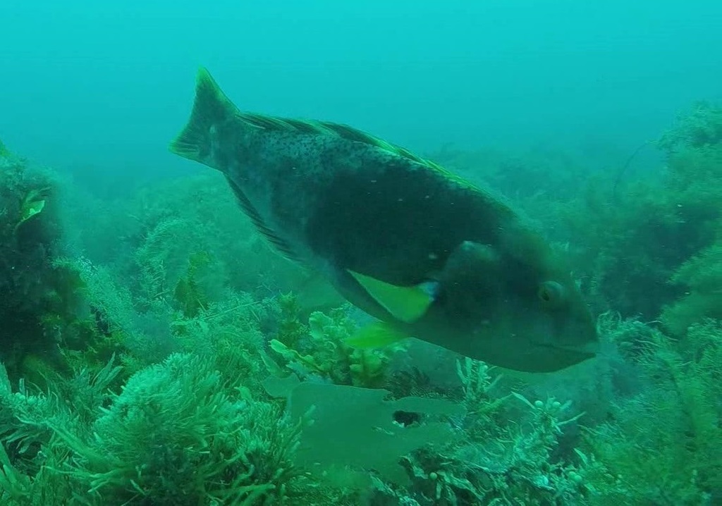 Notolabrus from Streaky Bay, AU-SA, AU on December 19, 2018 at 01:49 PM ...