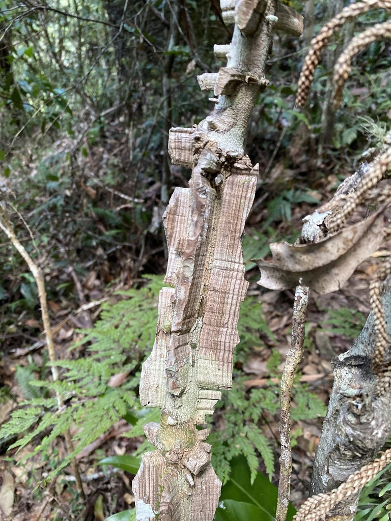 corky prickle-vine from Lamington, Beaudesert - Pt B, AU-QL, AU on July ...