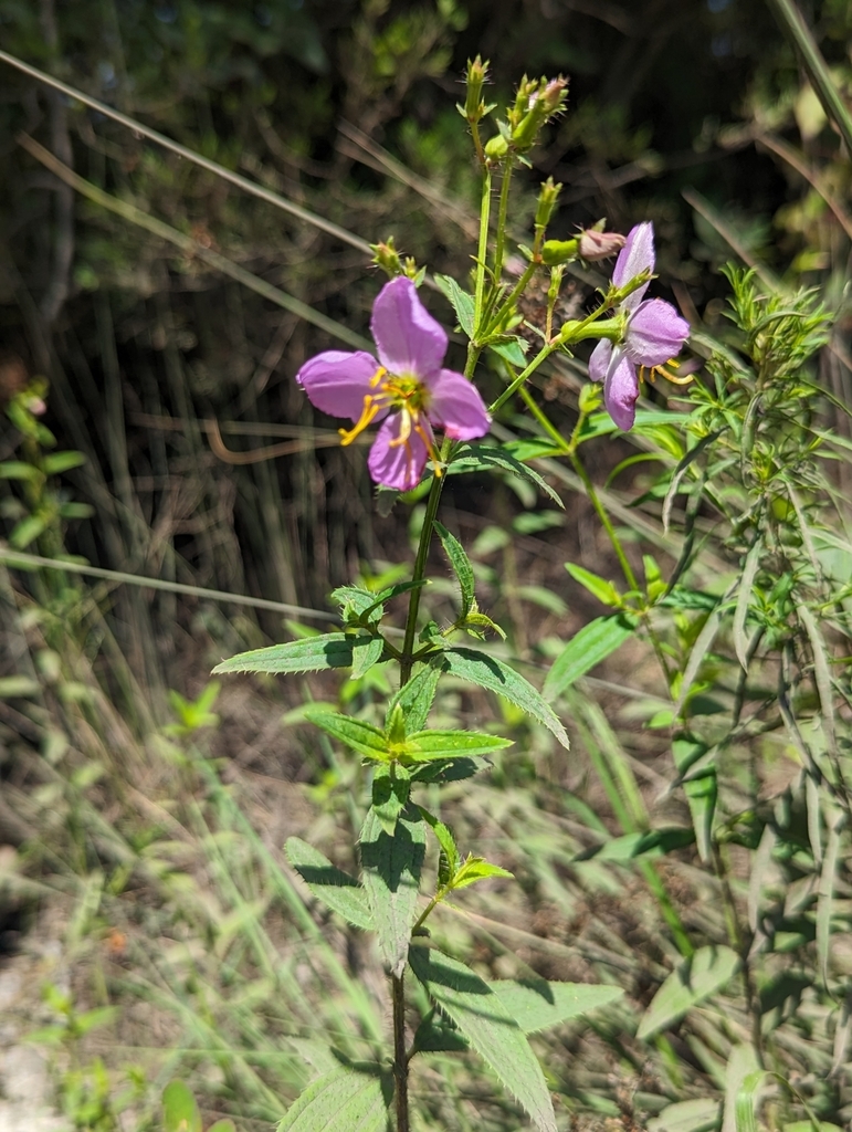 Rhexia mariana ventricosa in July 2023 by d0ugh0ck. Leaf size and shape ...
