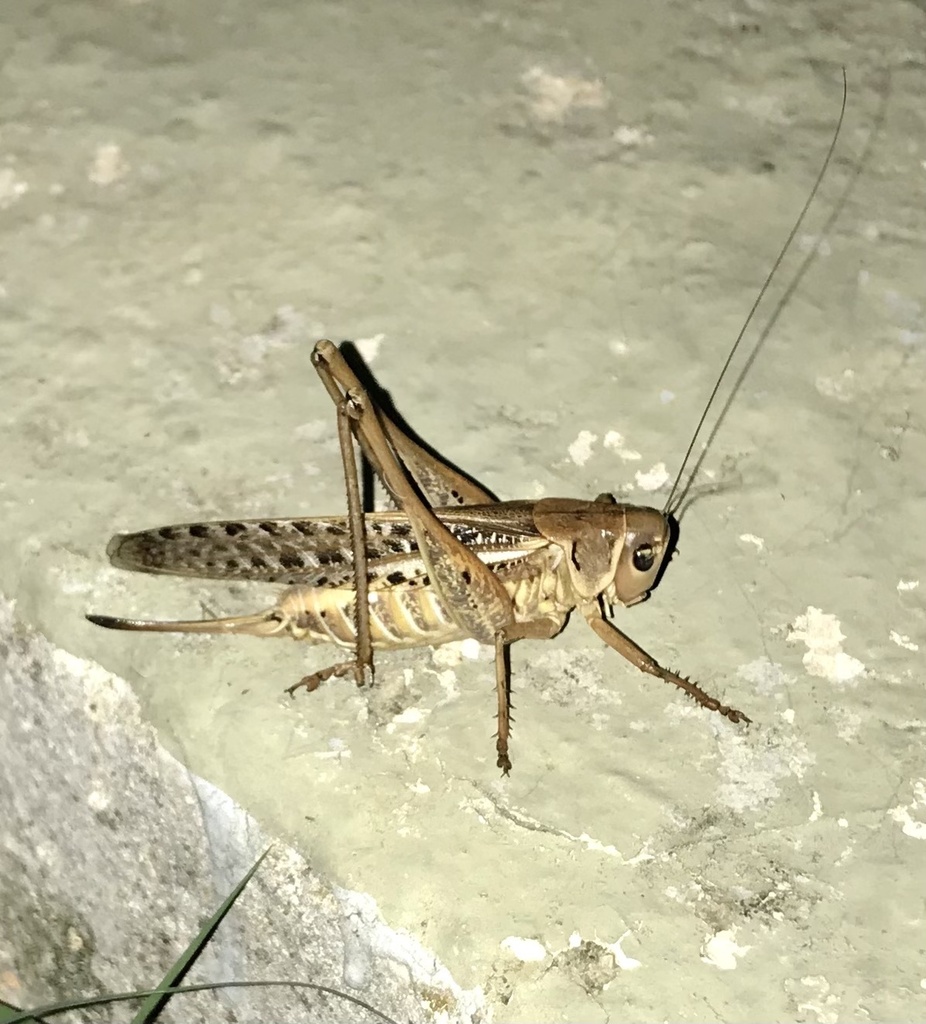 White-faced Bush-cricket from Λούρος, Ηπείρου, GR on July 23, 2023 at ...
