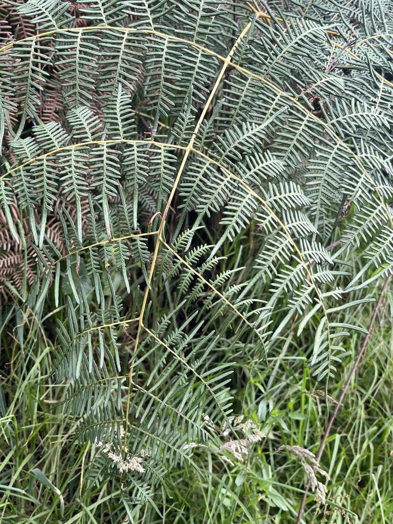 Helecho marranero (Biodiversidad de Cáqueza) · iNaturalist