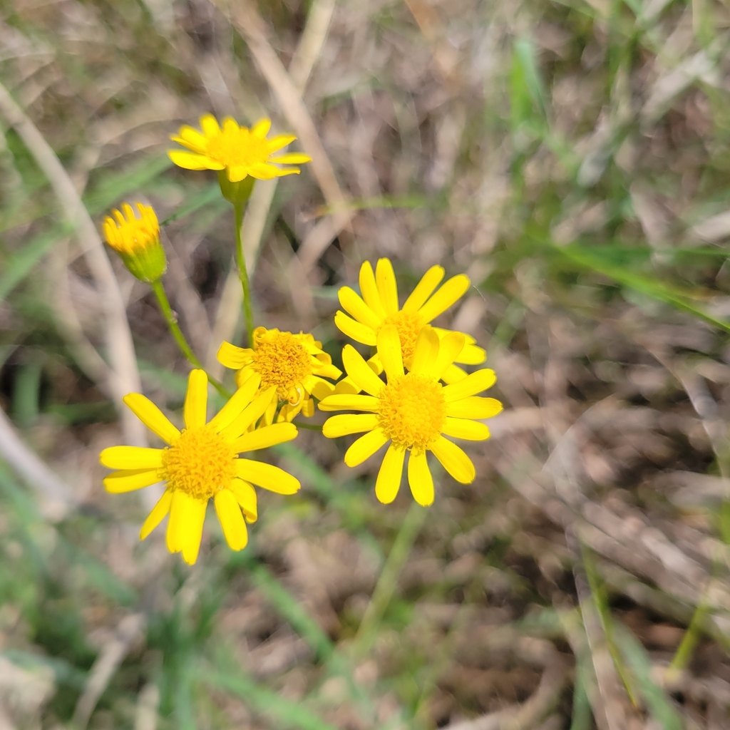Prairie Groundsel in June 2023 by achelseybell · iNaturalist