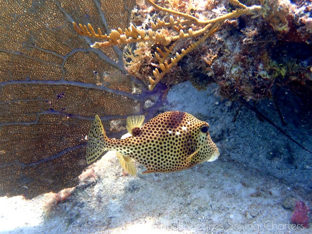 Spotted Trunkfish (Lactophrys bicaudalis) - Marine Life Identification