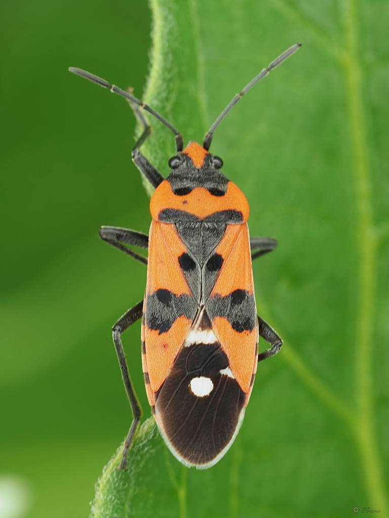 Black-and-Red Bug from Powiat pińczowski, Polska on June 10, 2023 at 01 ...