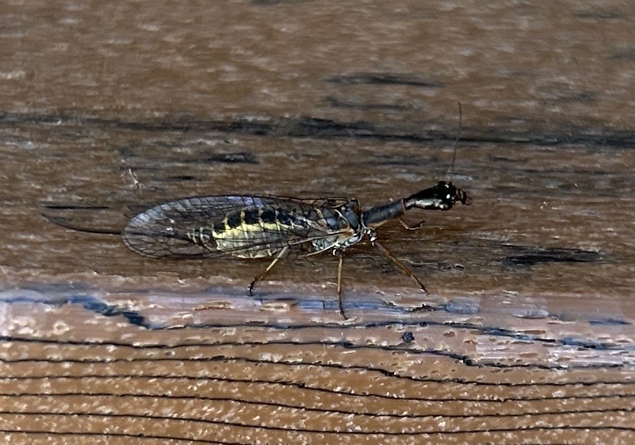 Common Snakeflies from Rainbow Dr, Estes Park, CO, US on July 23, 2023 ...