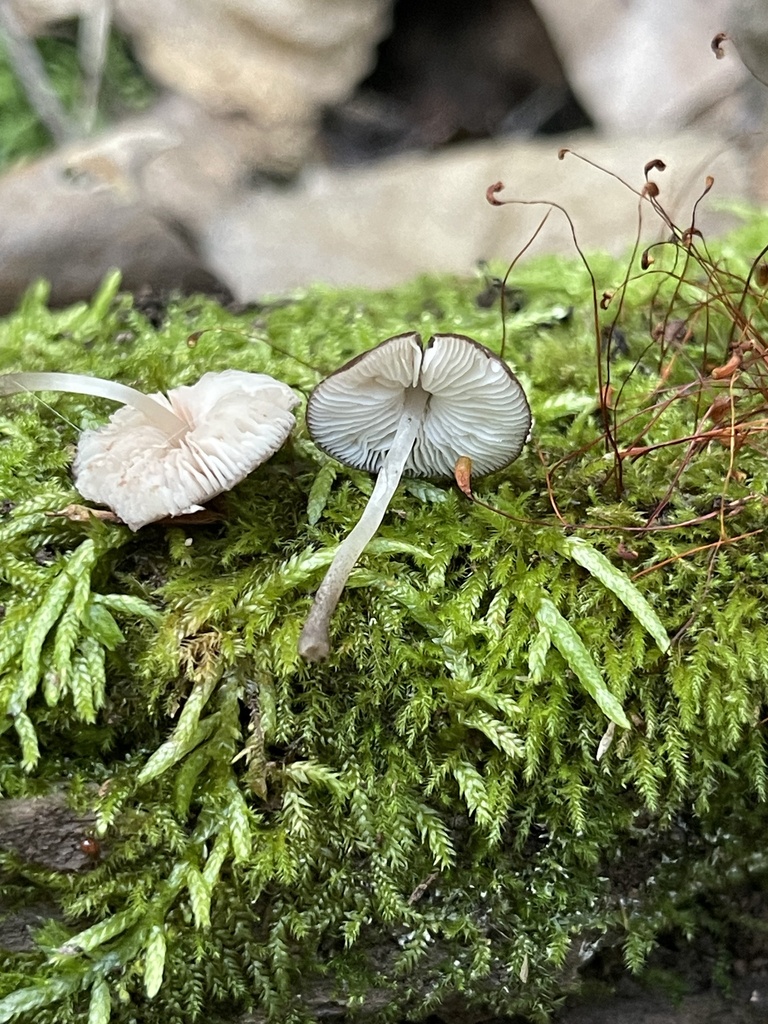 Pluteus seticeps from Bloomington, IN, US on July 22, 2023 at 01:29 PM ...