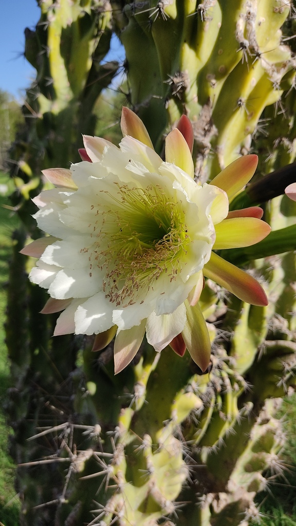 globular cacti, moonlight cacti, torch cacti, and allies from Centro ...