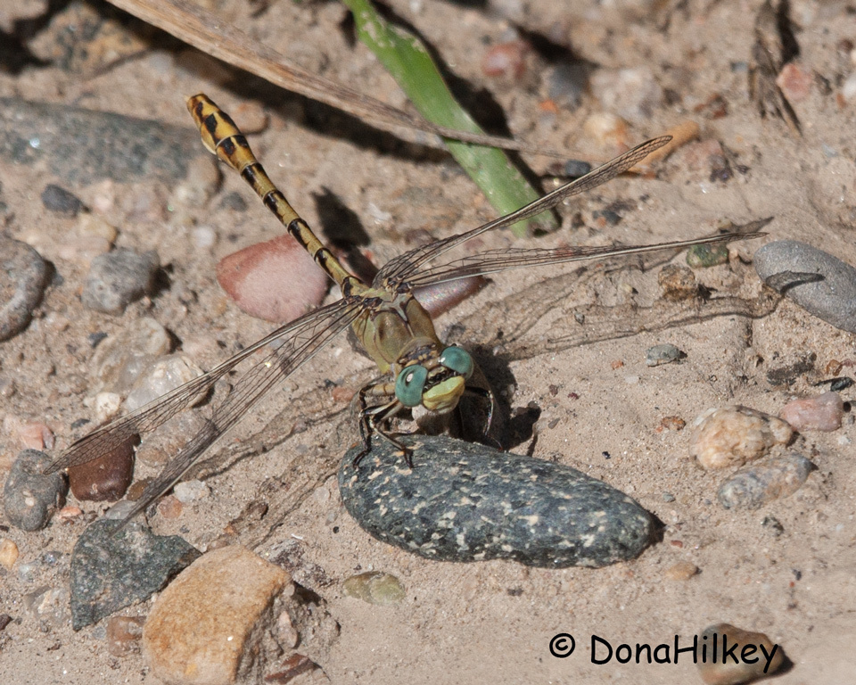 Pale Snaketail from Moffat County, CO, USA on September 24, 2008 at 01: ...
