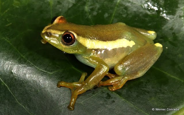 Spiny-throated Reed Frog in November 2011 by Werner Conradie · iNaturalist