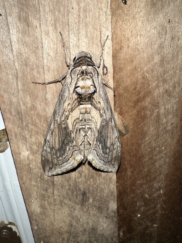 Five-spotted Hawk Moth from Goose Shoals, Lauderdale County, AL, USA on ...
