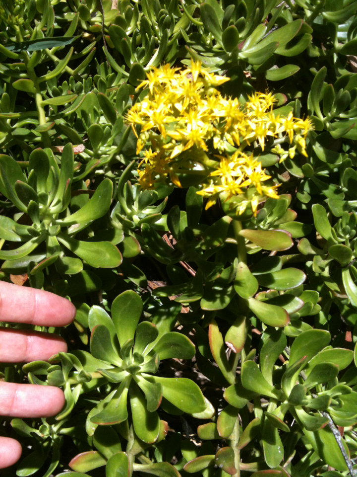 green cockscomb (Flora de la Region Chignahuapan-Zacatlan) · iNaturalist