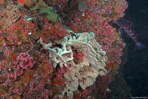 Elephant Ear Sponge (Haliclona edaphus) · iNaturalist