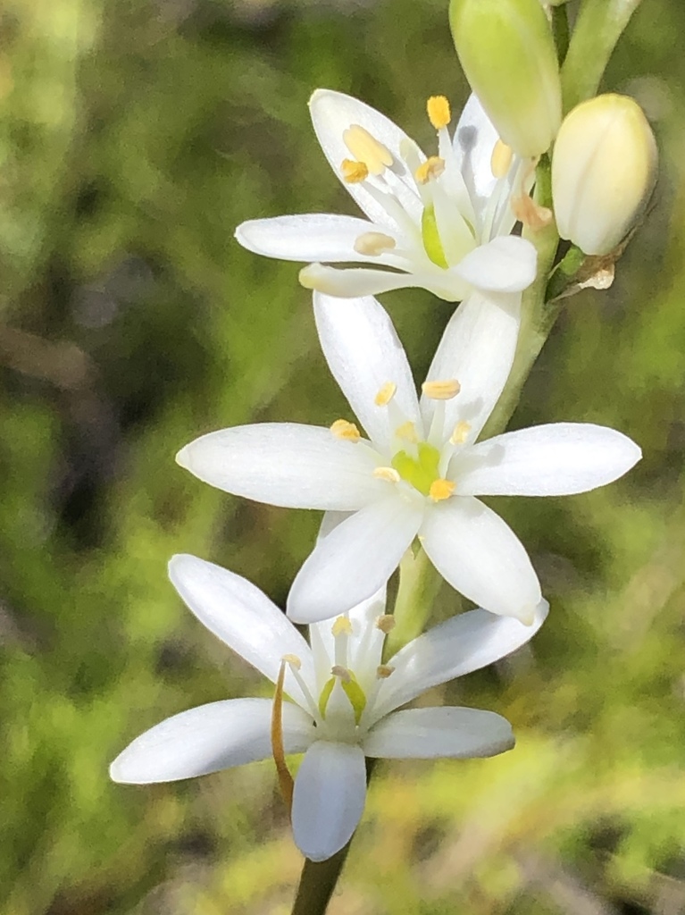 Grass Chink (Eastford Glen - Locally Indigenous Species Observed ...