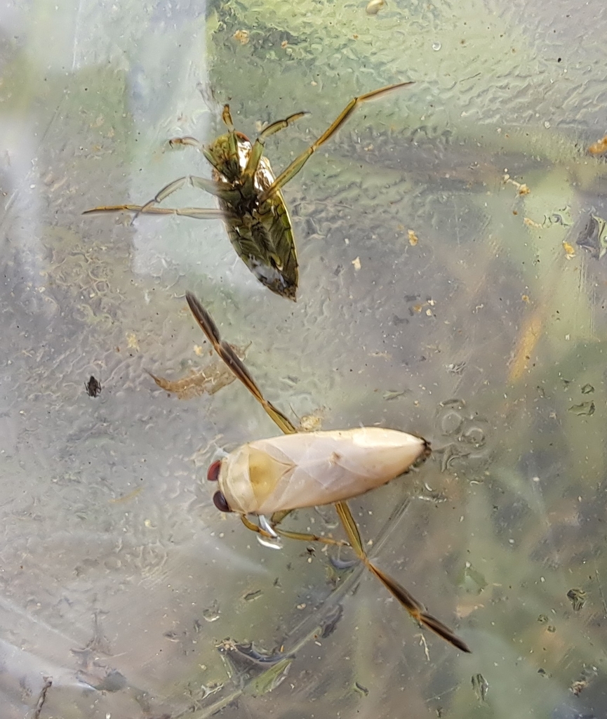 Milky Backswimmers from Rose Township, MI, USA on July 23, 2023 at 03: ...