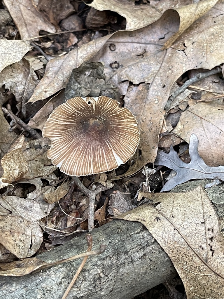 Inocybe insignis from E Bethel Ln, Bloomington, IN, US on July 22, 2023 ...