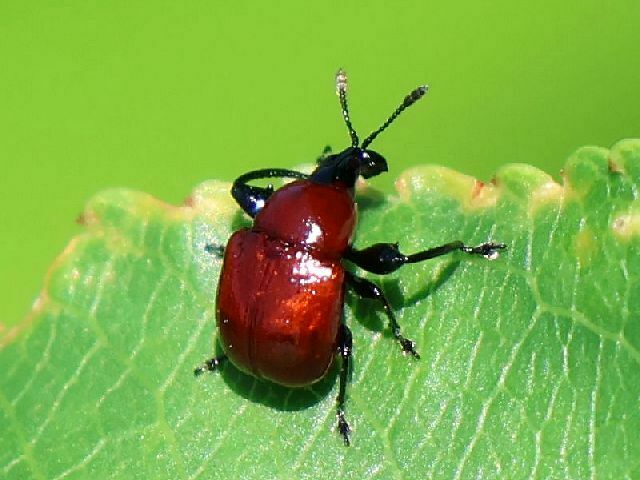 Oak Leaf Rolling Weevil from Red Cote Preserve, Oyster Bay Cove, NY ...