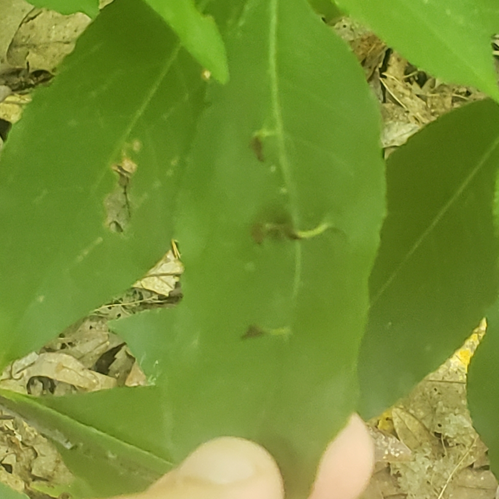 Black Cherry Leaf Gall Mite from Poplar St & Fairmont Ave, Meadville ...