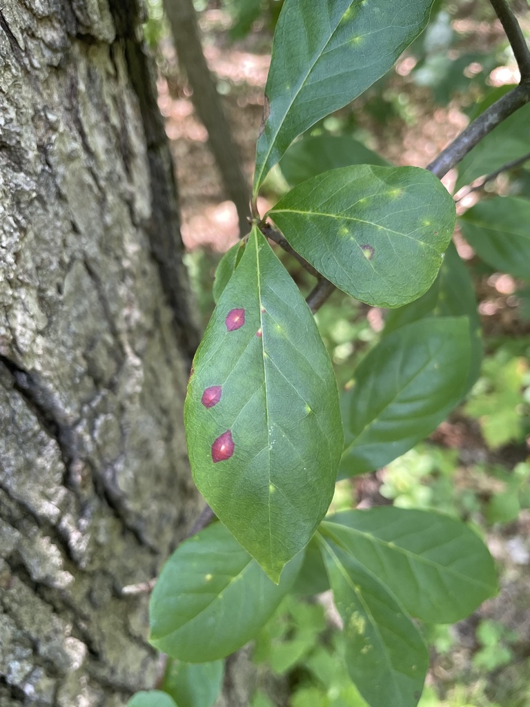 sourgum scale from Wingfoot Lake State Park, Mogadore, OH, US on July ...