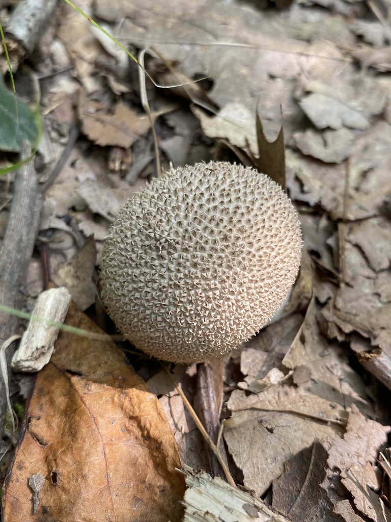 Peeling Puffball in July 2023 by jim · iNaturalist