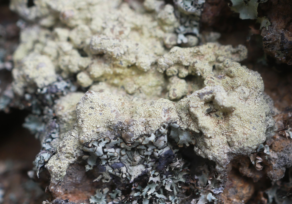 Fungi Including Lichens from Waikato, New Zealand on July 7, 2023 at 01 ...
