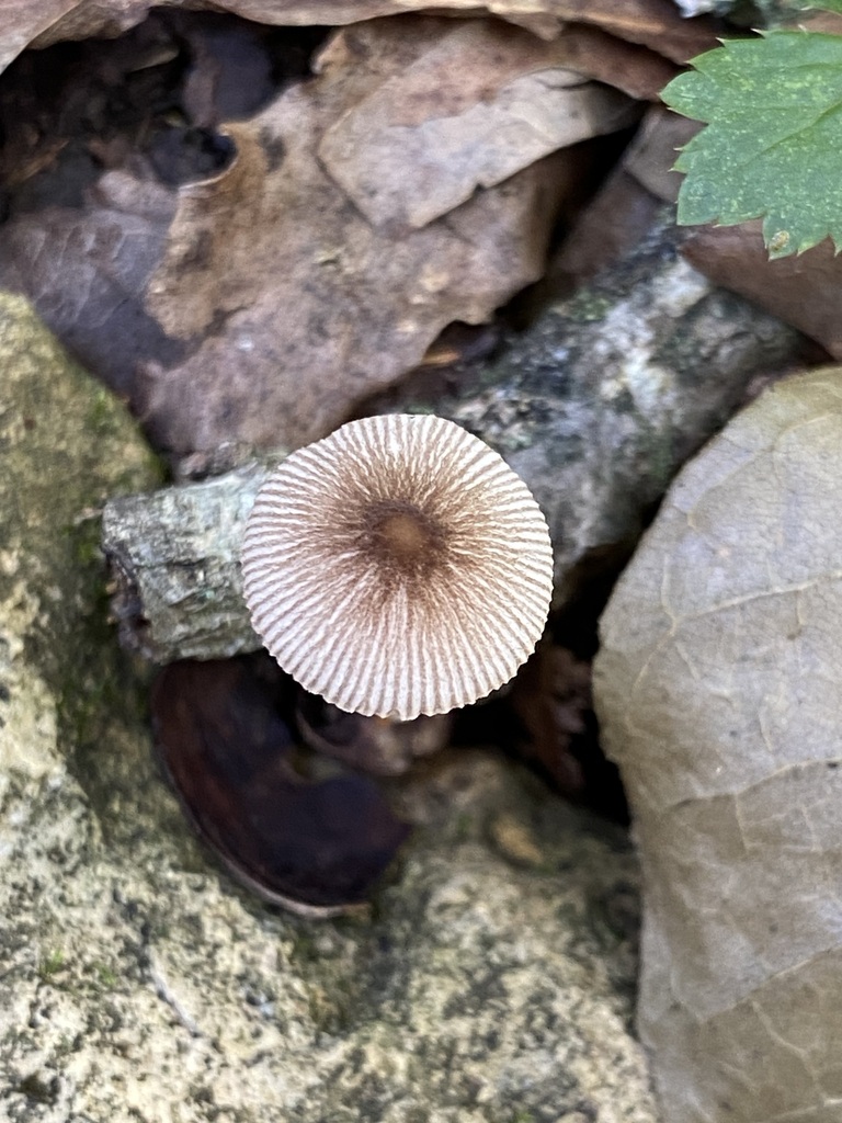 Pleated Pluteus in July 2023 by jim · iNaturalist