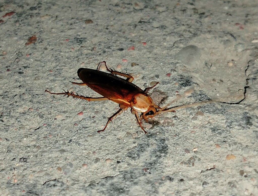 Turkestan Cockroach from القبلة، البصرة، العراق on July 11, 2023 by زين ...