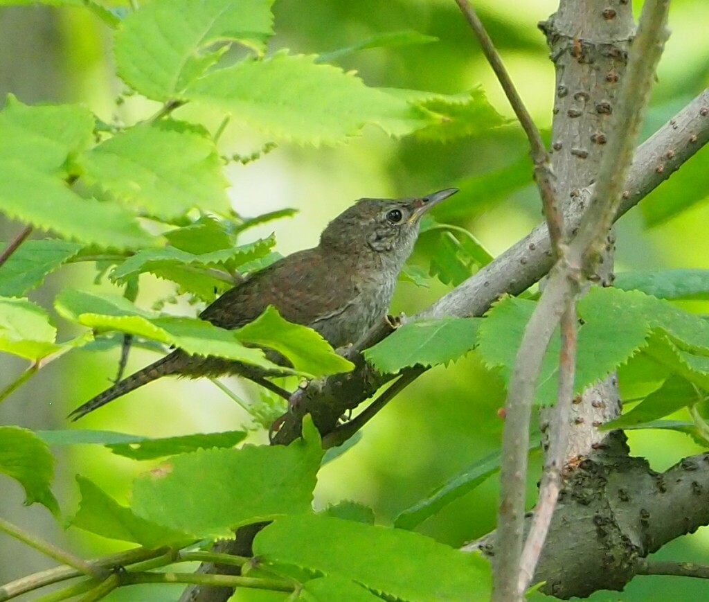 House Wren from Eagan, MN, USA on July 23, 2023 at 02:55 PM by mottled ...