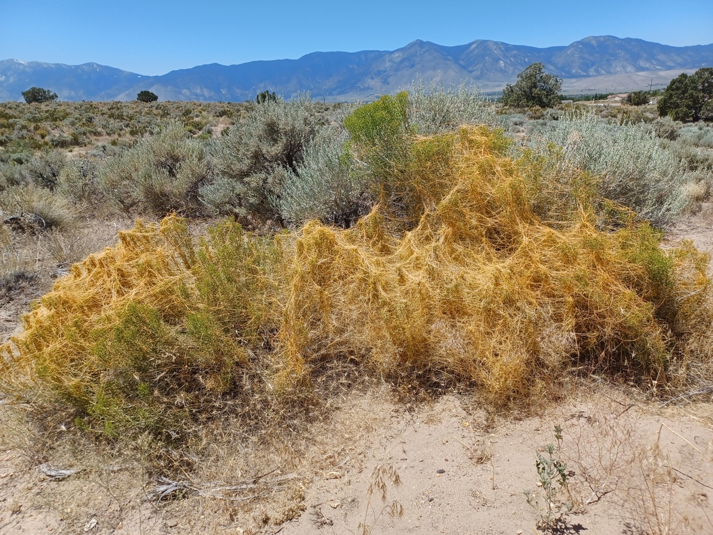 California dodder from Douglas, Nevada, United States on July 20, 2023 ...