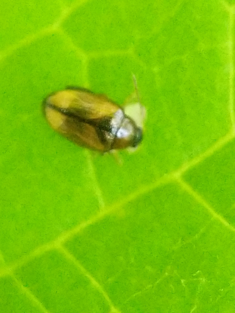 Potato Flea Beetle from New Milford Township, PA, USA on July 23, 2023 ...