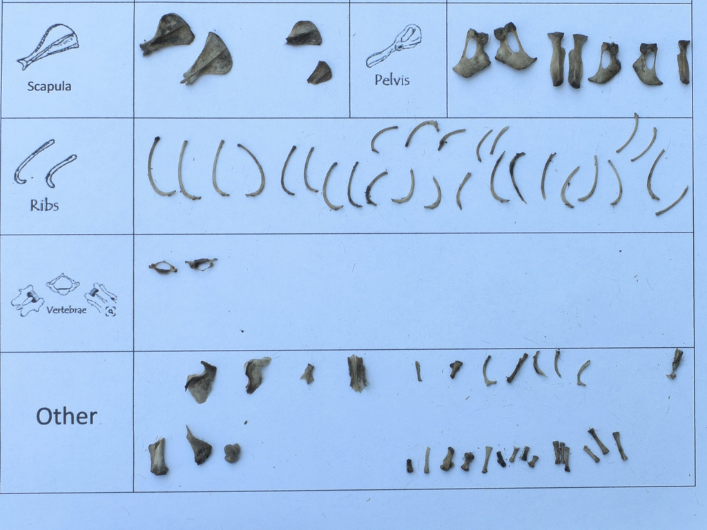 Botta's Pocket Gopher in July 2023 by Anne Parsons. Bones from barn owl ...