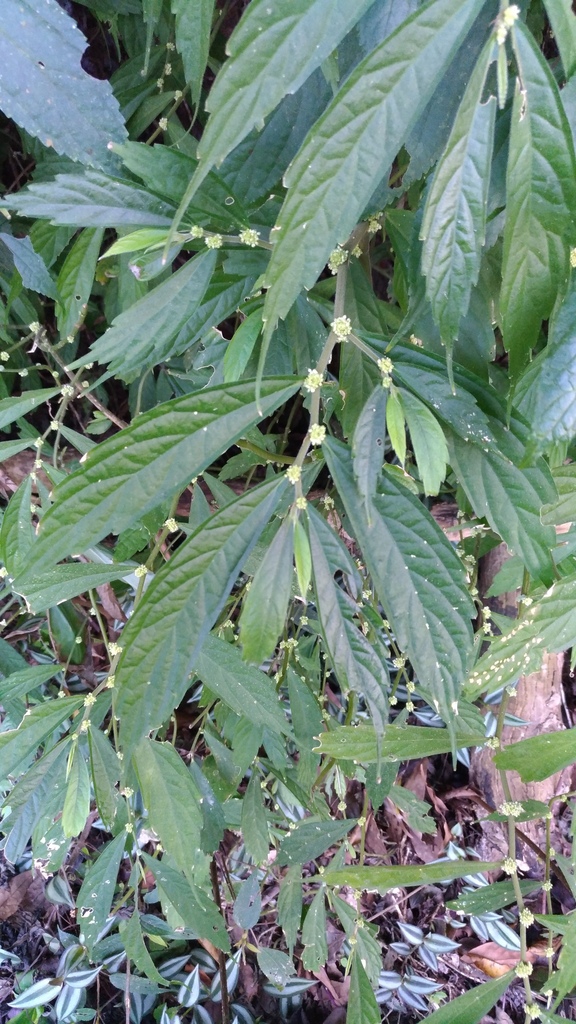 Large lineolate Elatostema (Elatostema lineolatum) - Botanical Realm