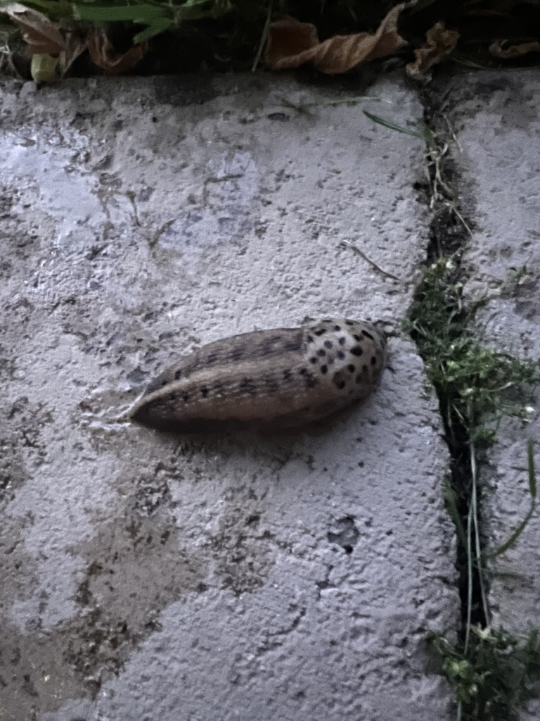 Leopard Slug from S Raindrop Dr, Boise, ID, US on July 22, 2023 at 09: ...