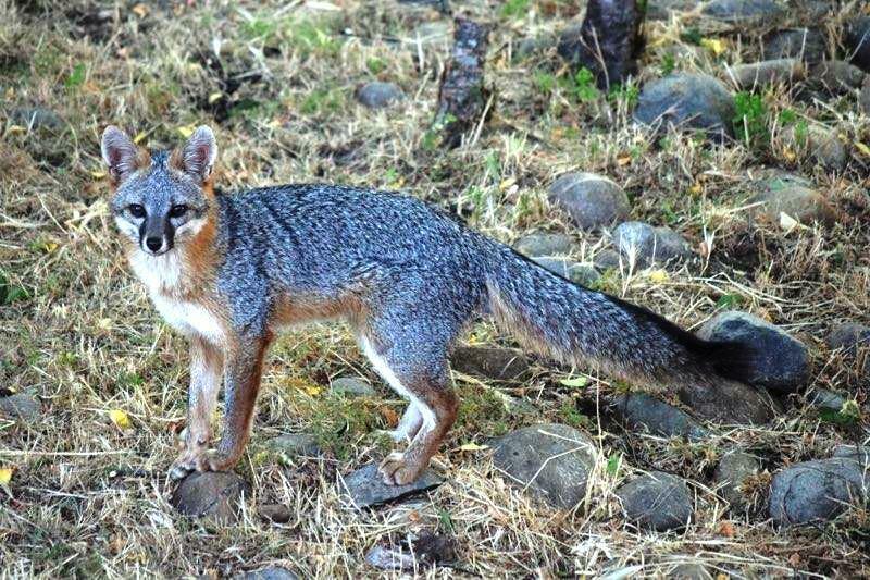 Gray Fox in June 2023 by Ken Mateik. One of adult Gray Foxes ...