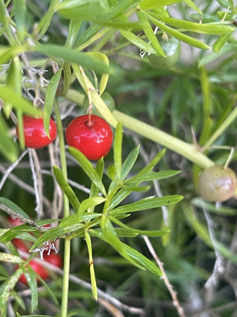 African Asparagus from Kendall Cr, Norah Head, NSW, AU on July 22, 2023 ...