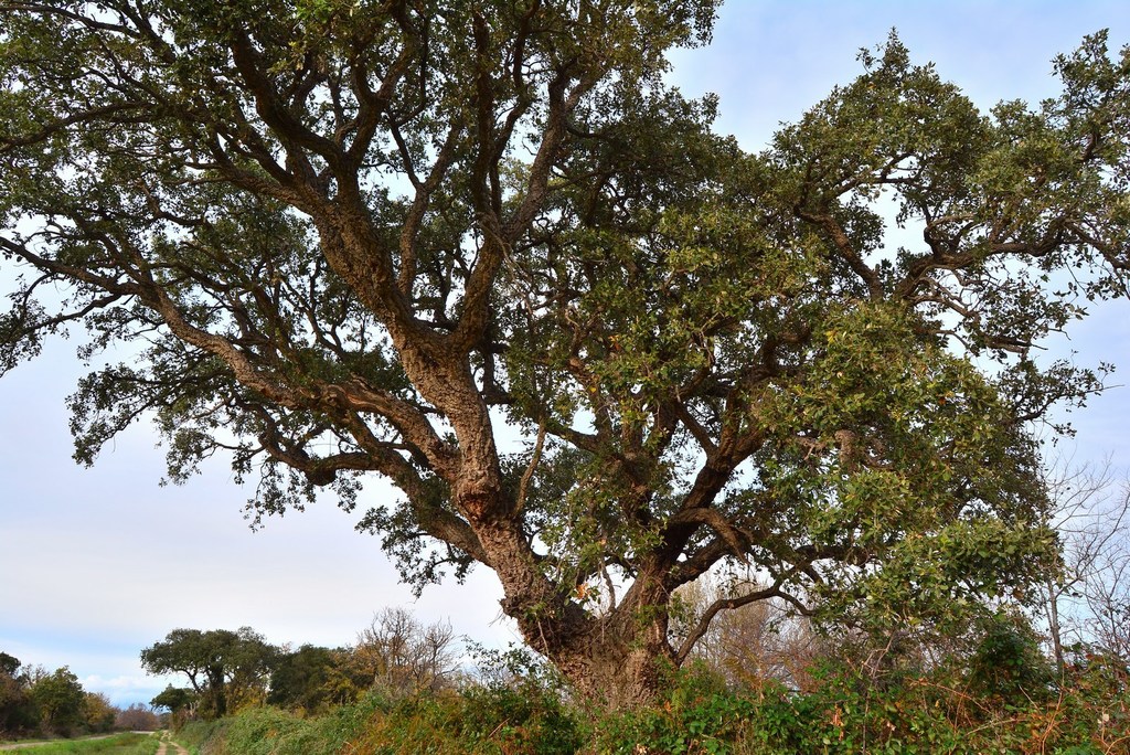 Alcornoque (Visu costa) · iNaturalist