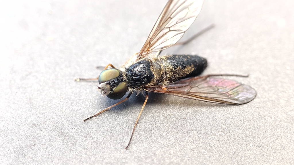 Flies from 40142 Marugán, Segovia, Spain on July 23, 2023 at 02:52 PM ...
