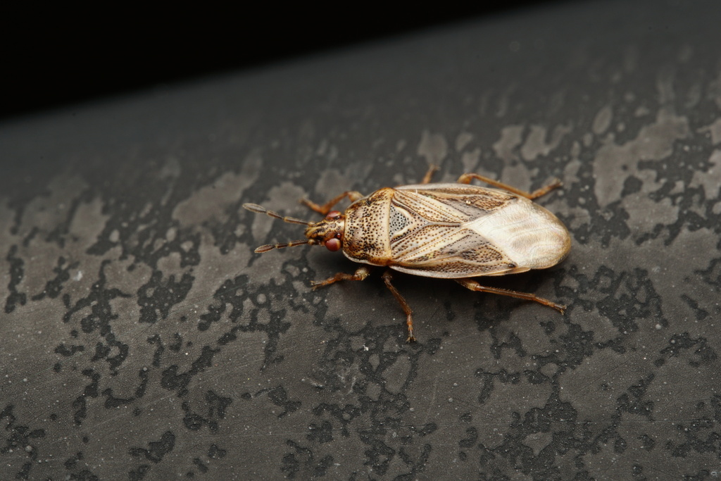 Bulrush Bug from Lancaster, NH, USA on July 21, 2023 at 04:51 PM by ...