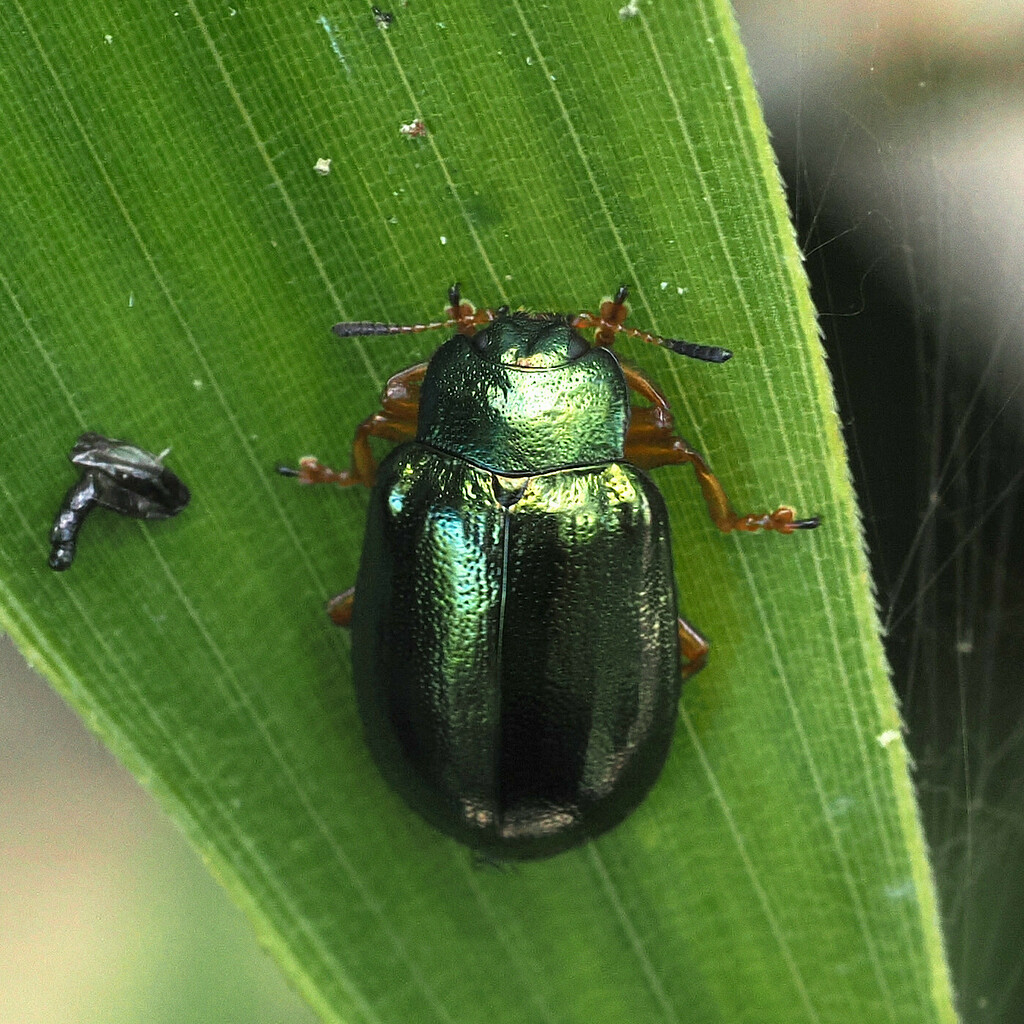 Plagiosterna aenea from Heda, Numazu, Shizuoka 410-3402, Japan on July ...