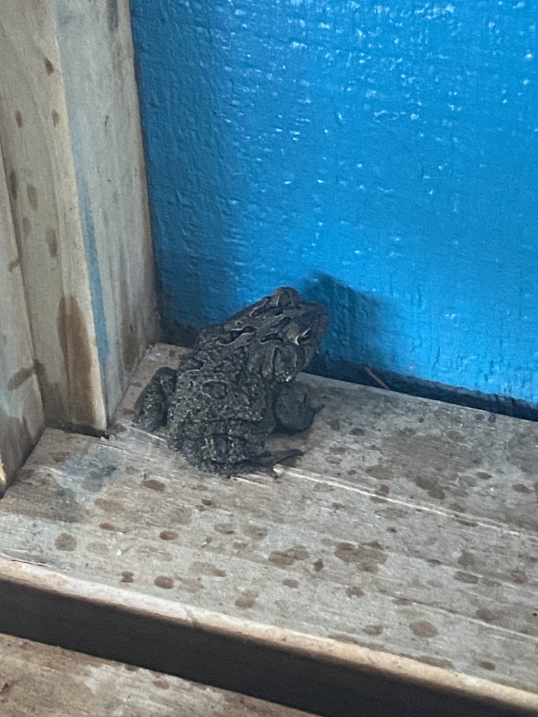 Southern Toad from Oak Island, Oak Island, NC, US on July 23, 2023 at ...