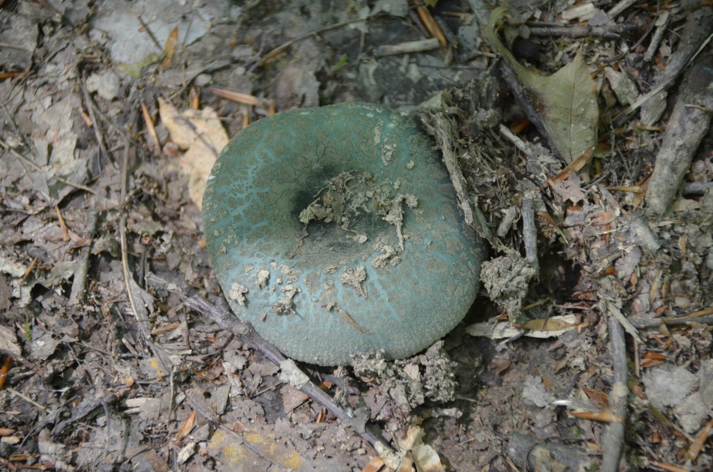 Blue-green Cracking Russula from Portage, Ohio, United States on July ...