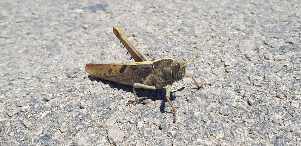 Garden Locust from Oued Bou Fekhane, Fes, Morocco on June 5, 2023 at 01 ...