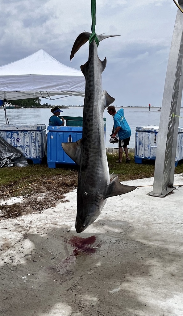 Tiger Shark in July 2023 by Howard Horne · iNaturalist